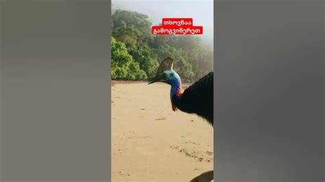 დინოზავრი სრულად ჩვენს არხზეა აწვირთული Youtube