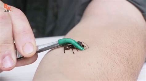 Enter the Sting Zone With Coyote Peterson – GeekDad