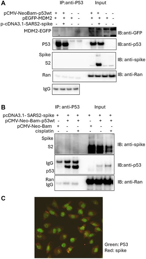 Transfected Sars Cov 2 Spike Dna Suppresses Cancer Cell Response To