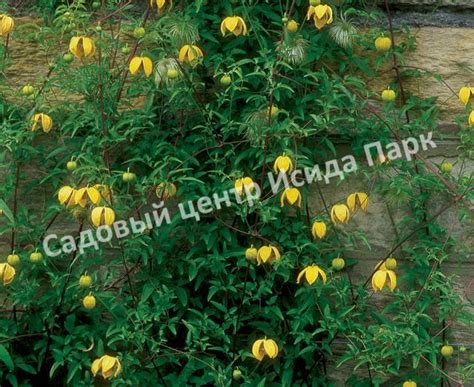 Клематис Билл Маккензи Bill Mackenzie саженцы купить в Москве и