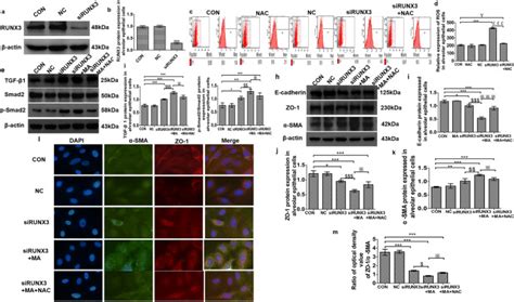 RUNX3 Dependent Oxidative Epithelial To Mesenchymal Transition In