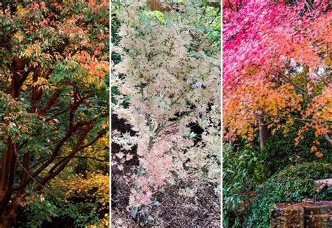 Different Types Of Maple Trees And How To Identify Them Gardening Chores