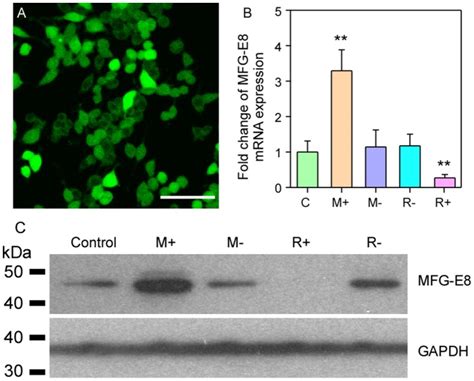 Four Different Transfections Were Used M Mfg E8 Overexpression Using