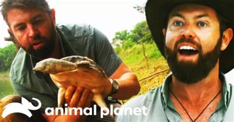 Asian Giant Softshell Turtle A Closer Look Turtle Explore