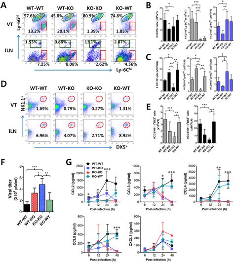 IFN I Signaling On Infiltrated Leukocytes Derived From HSC Lineage Is