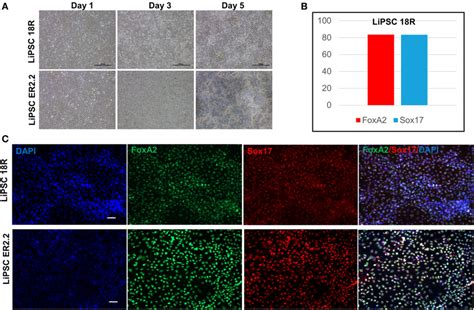 Differentiation Of Lipscs Into Definitive Endoderm De A Morphology Download Scientific