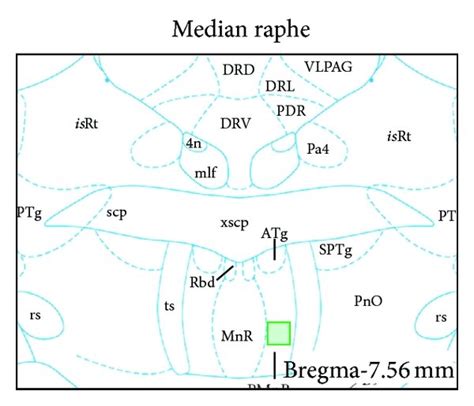 Photomicrographs Of Sert Ir In Dorsal And Median Raphe Nuclei Of Young Download Scientific