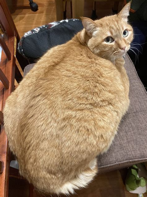 ずっと猫が乗って寝ていたけど、大きさが｜つぶやきピックアップ Yahooリアルタイム検索
