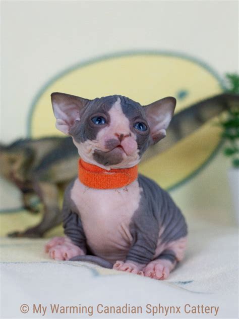 Purebred Sphynx And Bambino Kittens From Registered Breeder Cats