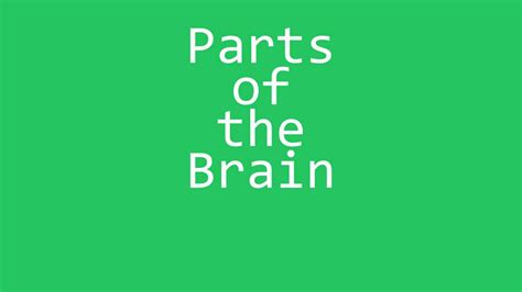 parts of the brain trivia quiz free biology quiz with answers