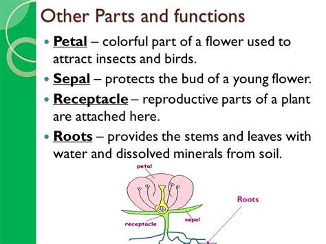 Flower Diagram With Labels And Functions