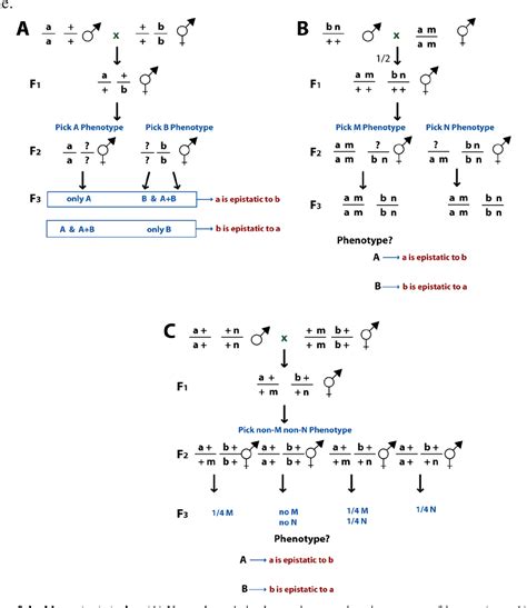 Pdf Genetic Dissection Of Developmental Pathways Semantic Scholar