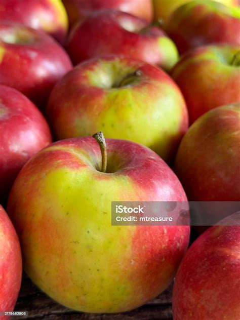 밝은 빨간색과 노란색 콕스 오렌지 피핀 사과 의 큰 그룹의 전체 프레임 이미지 줄기 광택이 있고 얼룩덜룩 한 피부 과일 조각 나뭇결 배경 전경에 초점 0명에 대한 스톡 사진