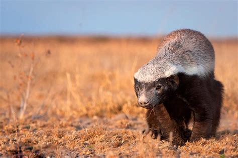 Ratel Guide Safari Photo Ratel Makila Fr