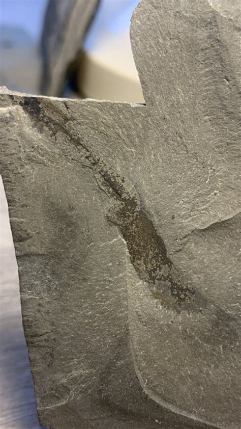 Annelid Cambrian The Fossil Forum