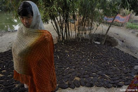 Sundarbans La Plus Grande Mangrove Du Monde Golfe Du Bengale Xavier