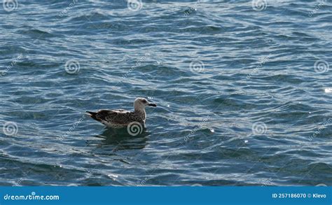Young Seagulls Swim Near Shore Seagull Chicks With Dark Beaks And