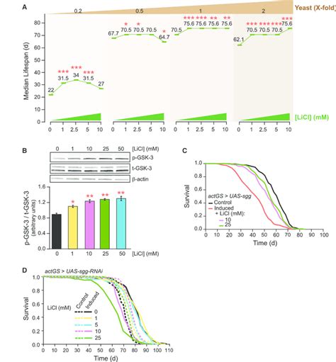 Lithium Extended Lifespan Beyond Dietary Restriction By Inhibiting
