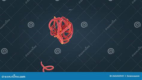 Protein Digestion Enzymes Proteases Are Digestion Breaks The Protein