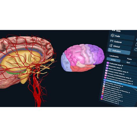 3d Organon Vr Anatomy Standard
