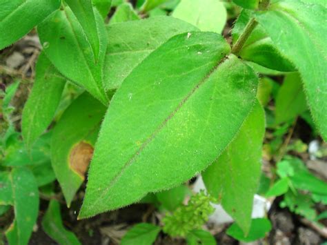 Silene Sieboldii Van Houtte H Ohashi H Nakai