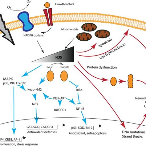 Schematic Representation Of The Impact Of Ros On Cellular Physiology