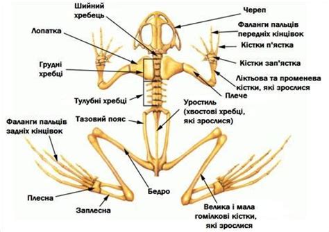 2 Розглянь скелет жаби Знайди скелет голови череп скелет тулуба хребет парні кінцівки