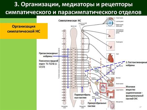 Физиология вегетативной нервной системы Online Presentation