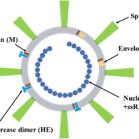 Scheme Of The Sars Cov 2 Structure Sars Cov 2 Is An Enveloped