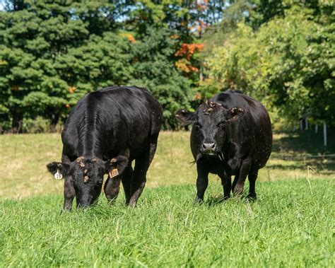 Orinoco Cattle 100 Grass Fed Beef Carbon Conscious East Meredith Ny