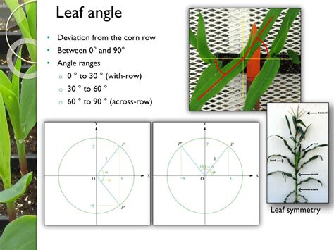 Ppt Corn Zea Mays L Leaf Angle Emergence Light Interception And