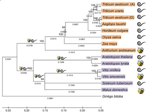 Phylogeny Of Members Of Dicotyledonous And Monocotyledonous Plant