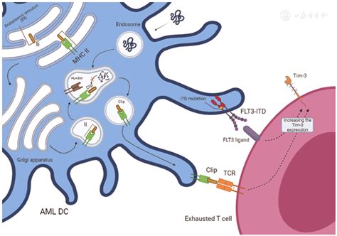 The Correlation Between Flt3 Itd Mutation In Dendritic Cells With Tim 3 Expression In Acute