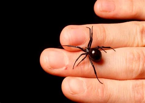 Cipote Quería Convertirse En Hombre Araña Y Se Deja Picar Por Una