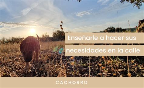 Cómo Enseñar A Un Cachorro A Hacer Sus Necesidades En La Calle