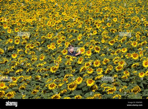 Farmer Lucy Watts Checking The Sunflowers In A Field In Lincolnshire