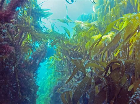 KELP - Norwegian Blue Forests Network