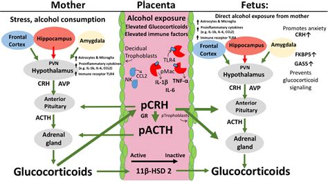 Figure 1 From The Maternal Placental Fetal Interface Adaptations Of