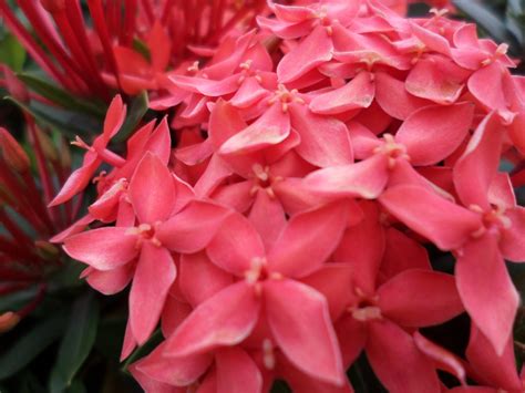 Veta897 Red Santan