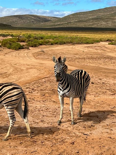 Solve Zebra Jigsaw Puzzle Online With 48 Pieces