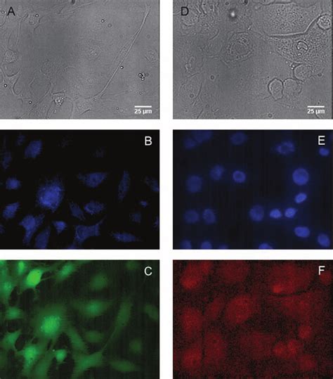 Transmission A D And Fluorescence Of Dapi B E Calcein C And Download Scientific