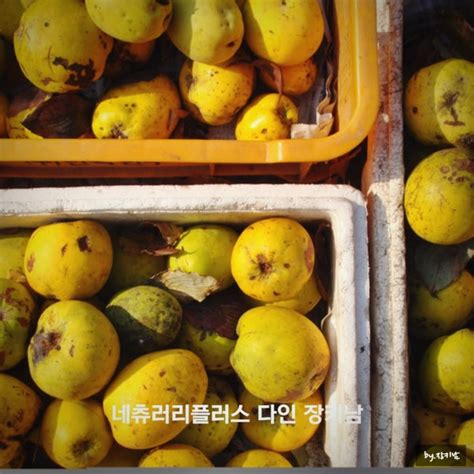 모과 모과차 청 효능 부작용 먹는 법 수확 시기 숙성기간 네이버 블로그