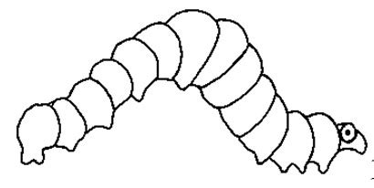 简笔画毛毛虫 简笔画