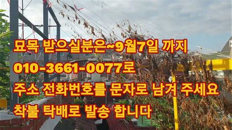 서울농부 블루베리묘목 무료나눔 1차마감 댓글 다신분 모두 드립니다 Youtube