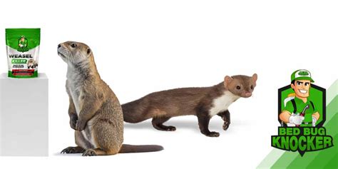 Comment Protéger Les Animaux Domestiques De La Fouine Avec Bed Bug Kno