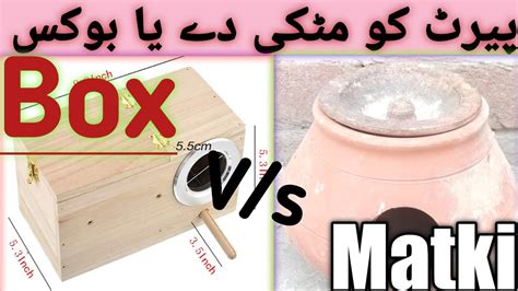 Budgies Ke Cage Mai Matki Lagaye Ya Nest Box Matki Vs Boxaustralian Parrot Ko Matki De Ya Box