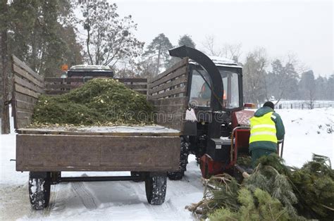Tractor Trailer And The Worker Putting Branches Of Used Christmas Tree
