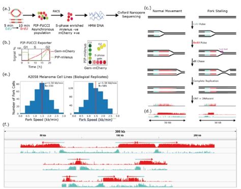 Pre Print A High Resolution Nanopore Based Artificial Intelligence Assay For Dna Replication