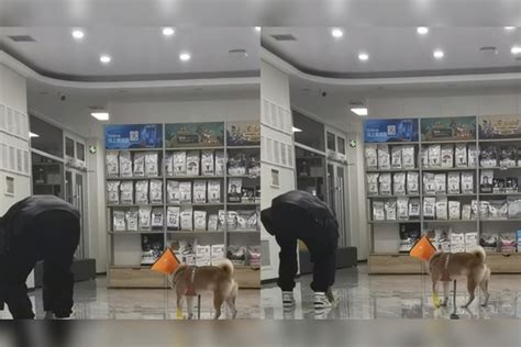 狗狗从医院回来不会走路了，主人亲身示范三条腿如何走，结局太逗生活萌宠
