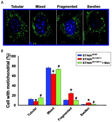 Metformin Protects Cells From Mutant Huntingtin Toxicity Through
